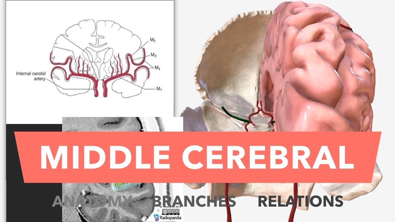 Middle Cerebral Artery Anatomy